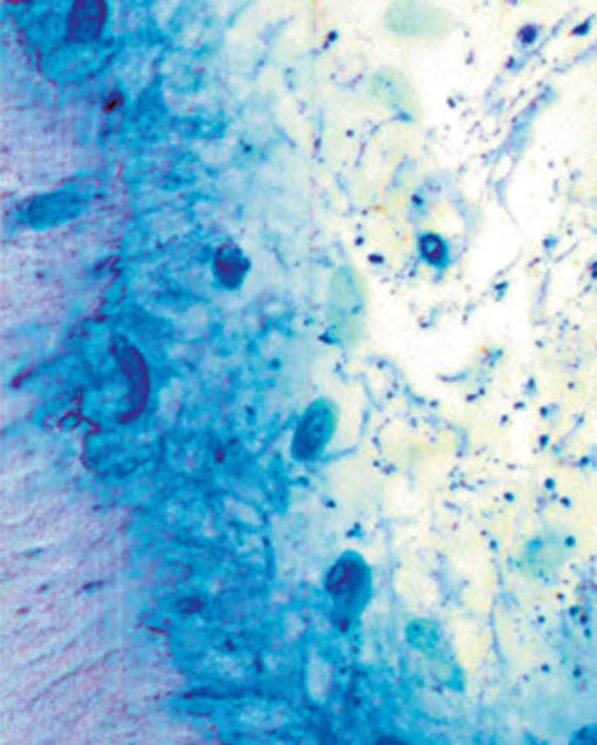 Geistlich USA: Education